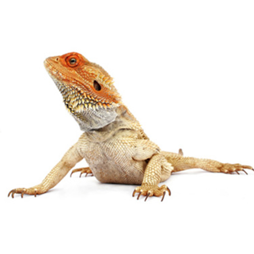 Premium Pet | Stranice | Gušteri